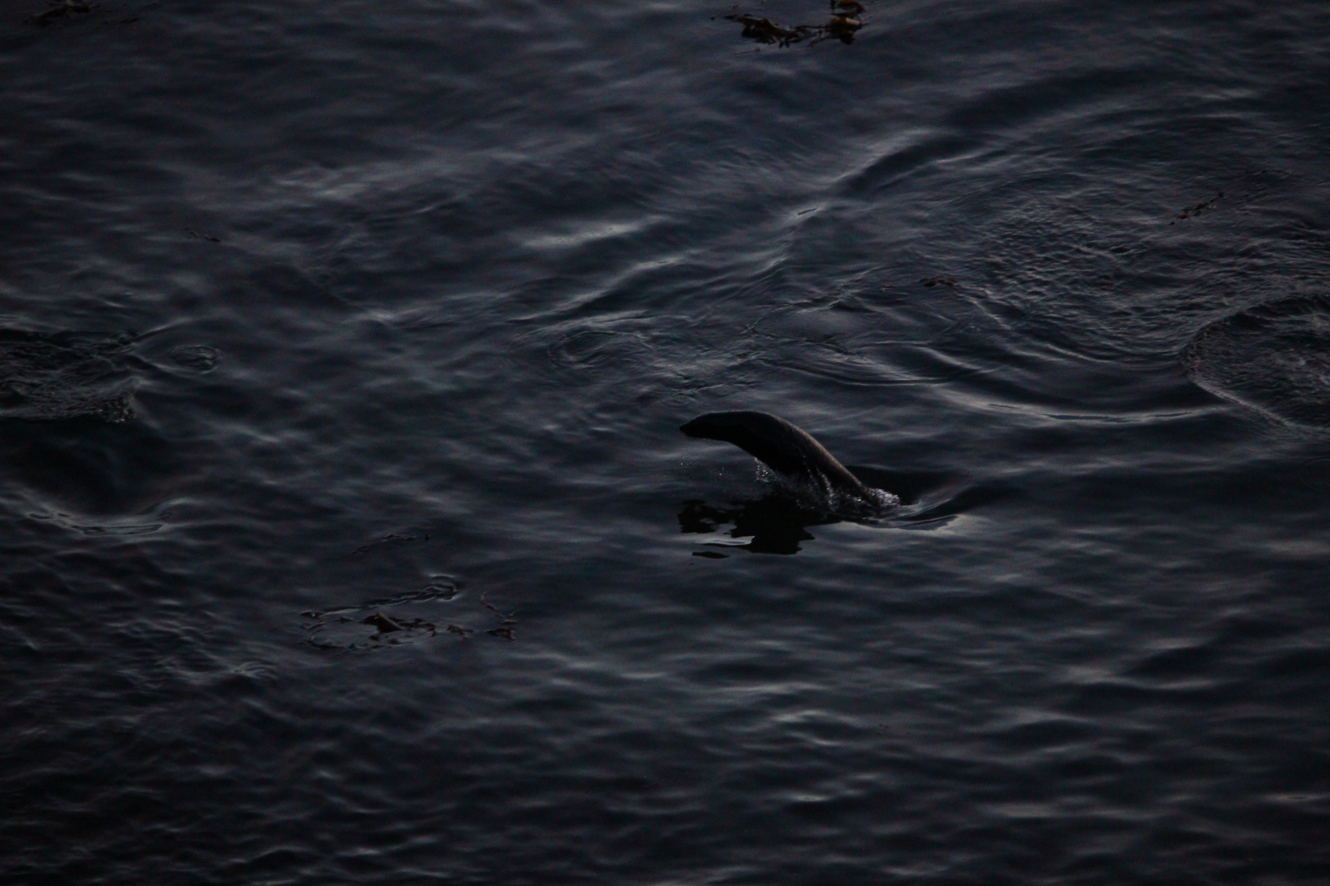 IMG_1599 – Dr. Blake Porter